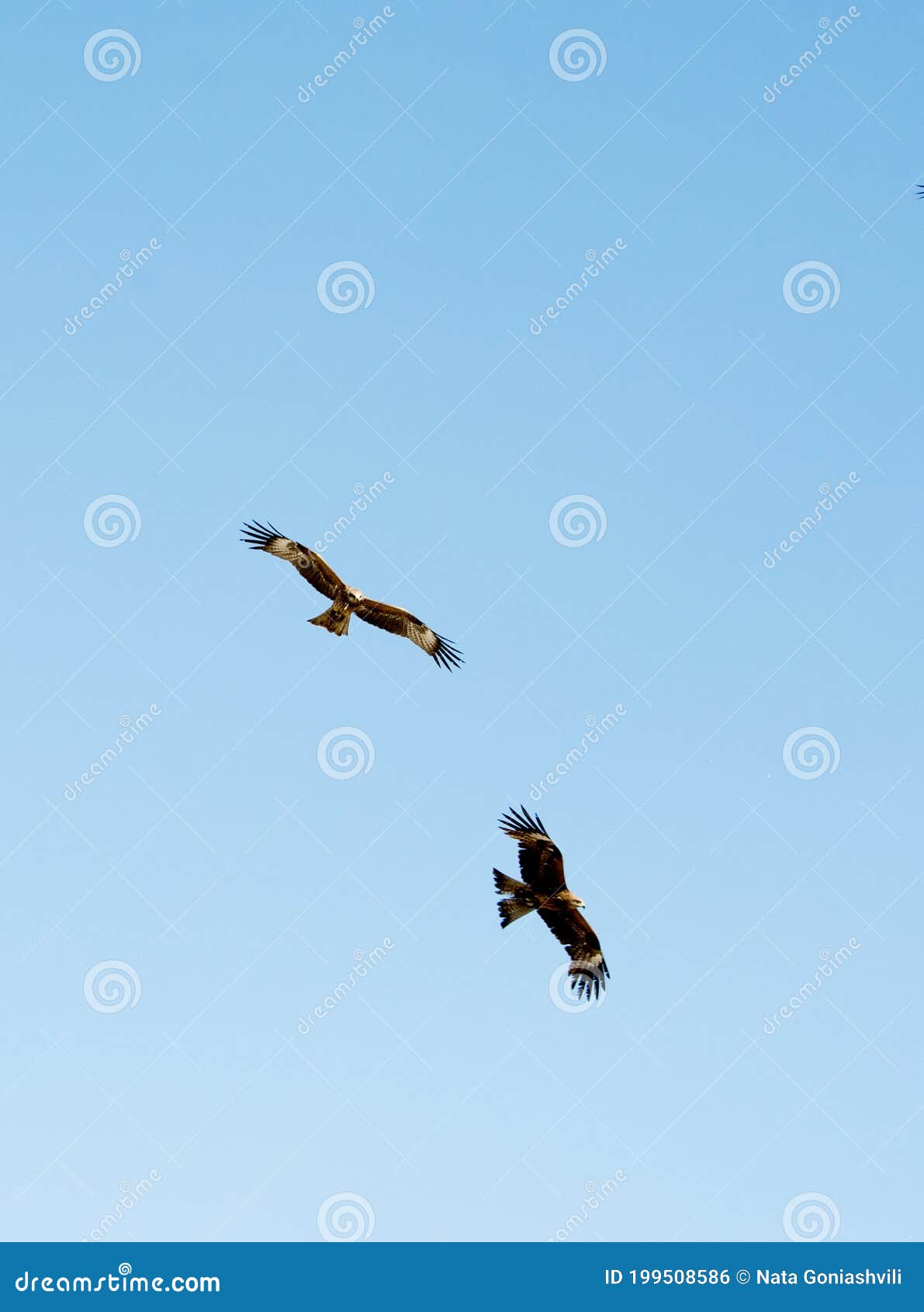 Hawks stock photo. Image of hawks, birds, bird, hawk - 199508586