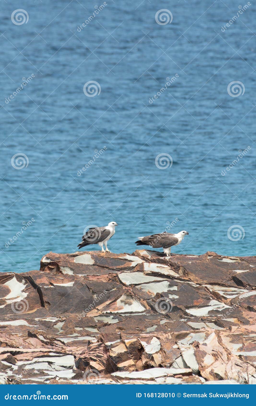 Two hawks on the rock stock photo. Image of wildlife - 168128010