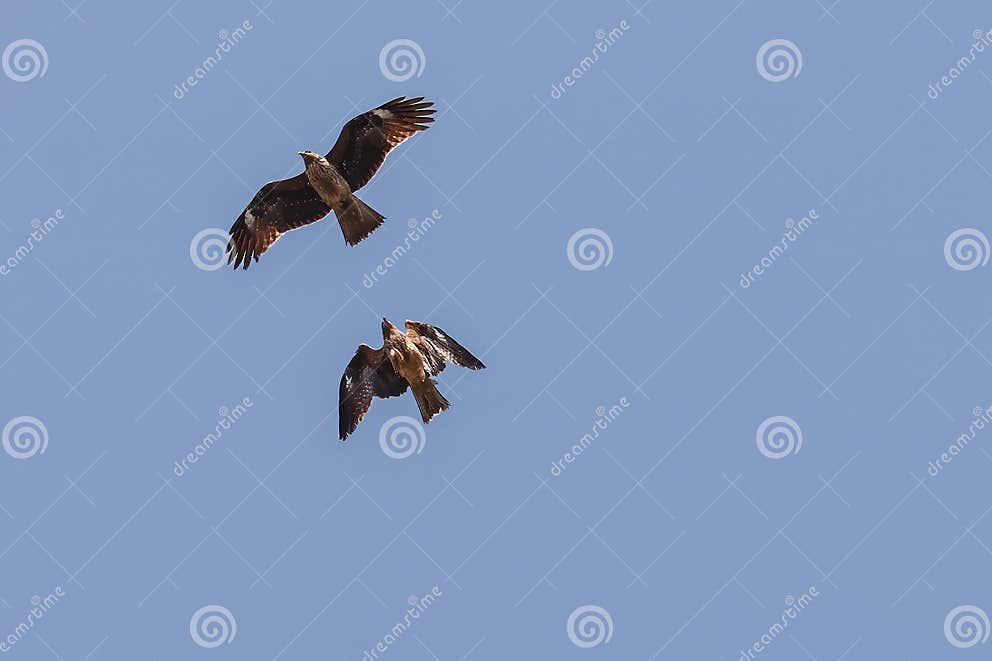 Two Hawks Soaring in the Sky. Stock Photo - Image of predator, animals ...