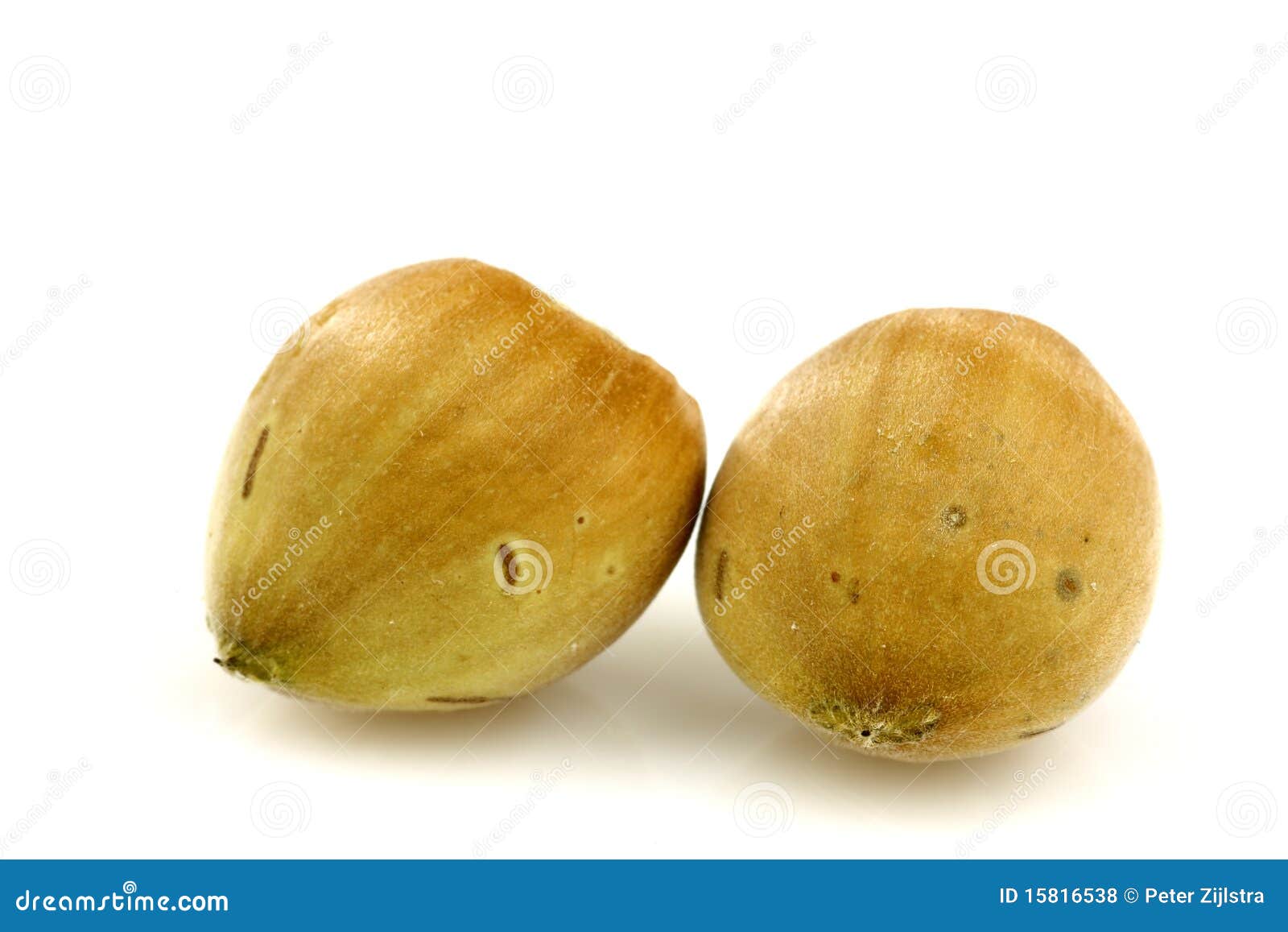 Two hazelnuts stock photo. Image of decorative, macro - 15816538