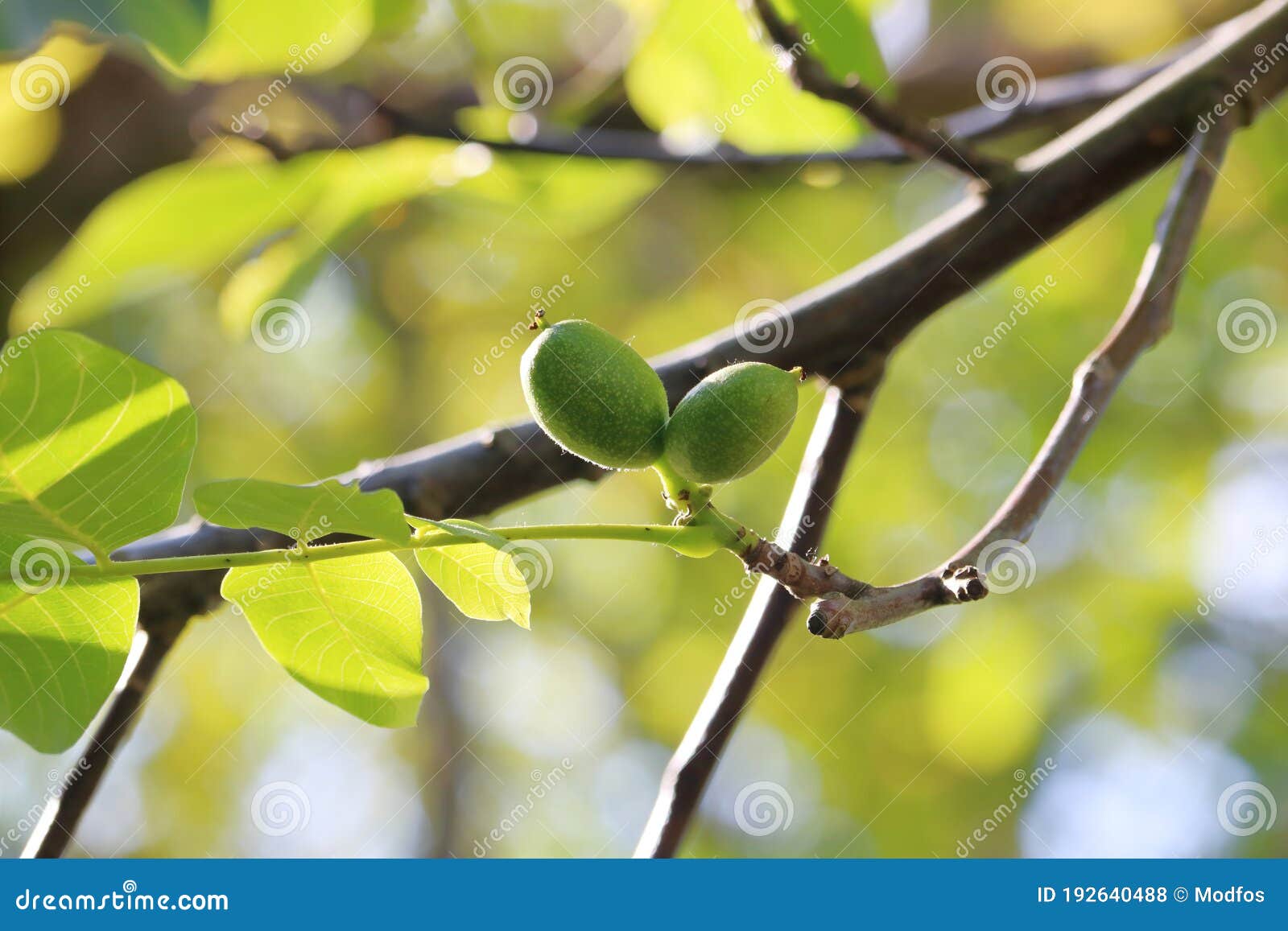 Two Hazelnuts on Sunlit Branch Stock Photo - Image of leafs, summer ...