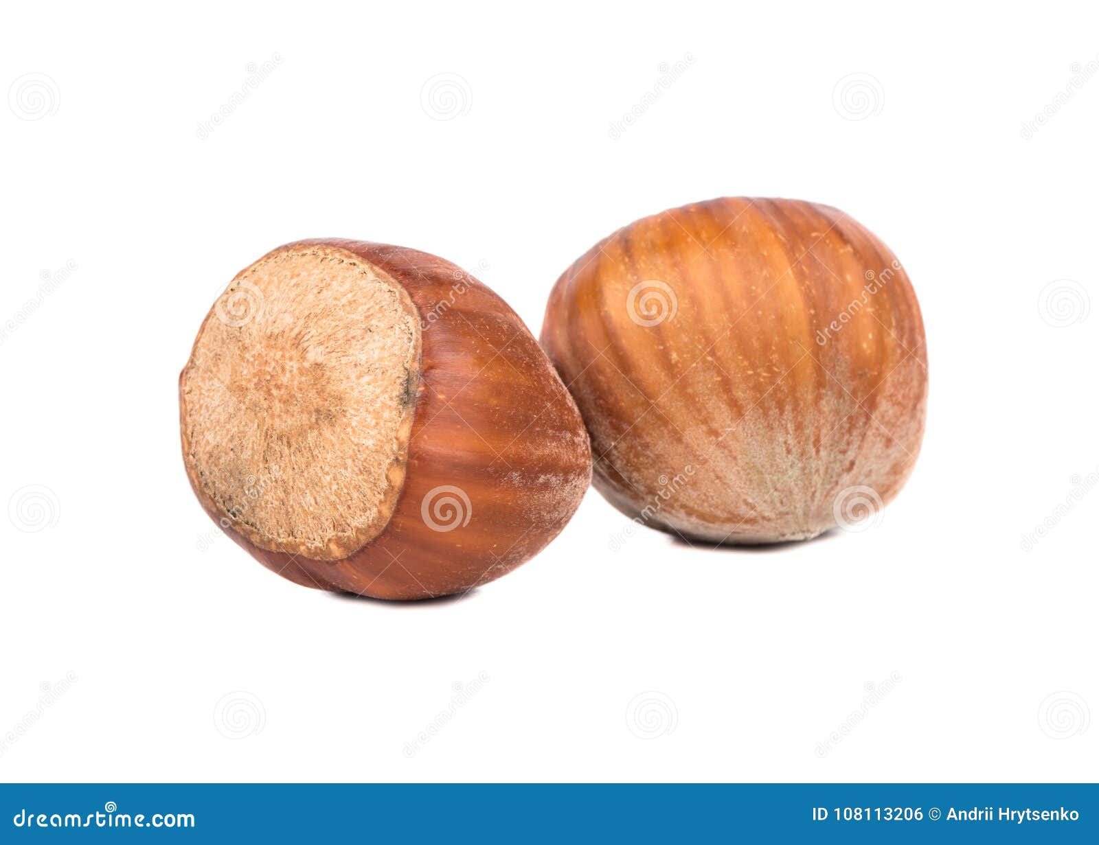 Two hazelnuts in shell stock photo. Image of fruit, vegetarian - 108113206