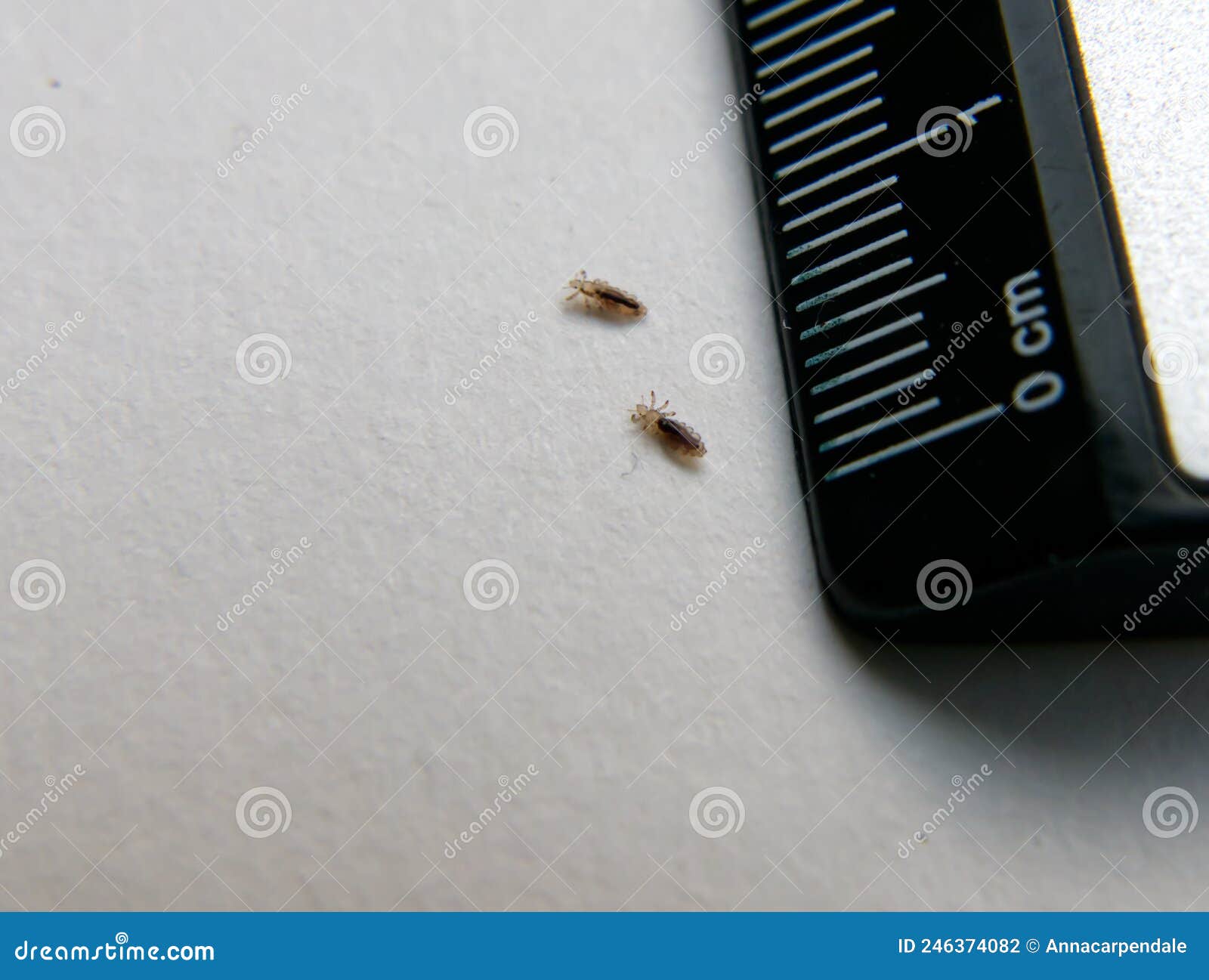 Two Head Lice (Pediculus Humanus Capitis) On A White Surface, Next To A ...