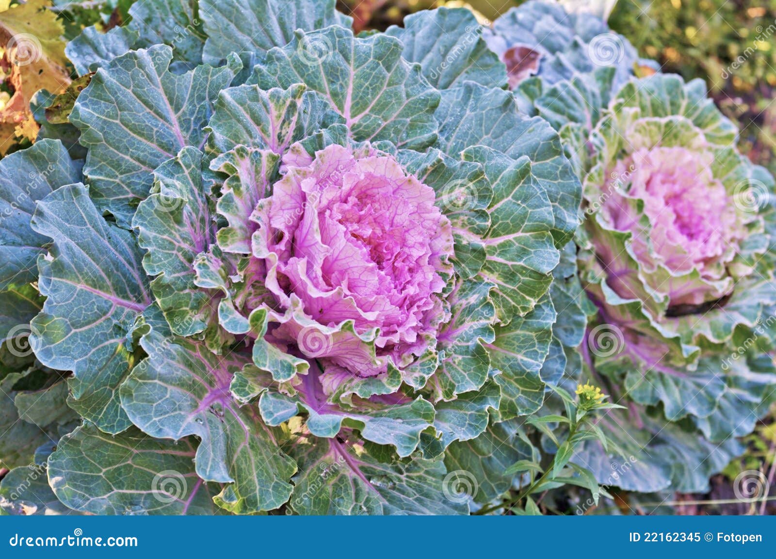 Two head is pink cabbage stock image. Image of diet, gardening - 22162345