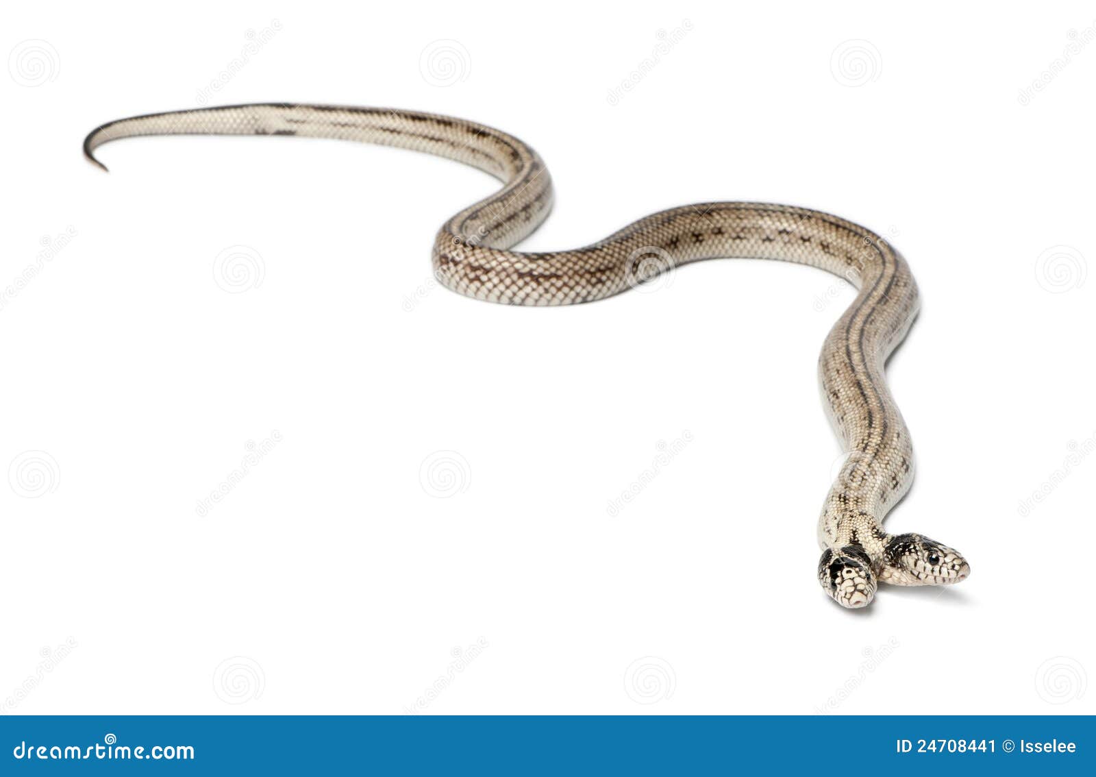 Two Headed Eastern Kingsnake Stock Image - Image of common, chain: 24708441