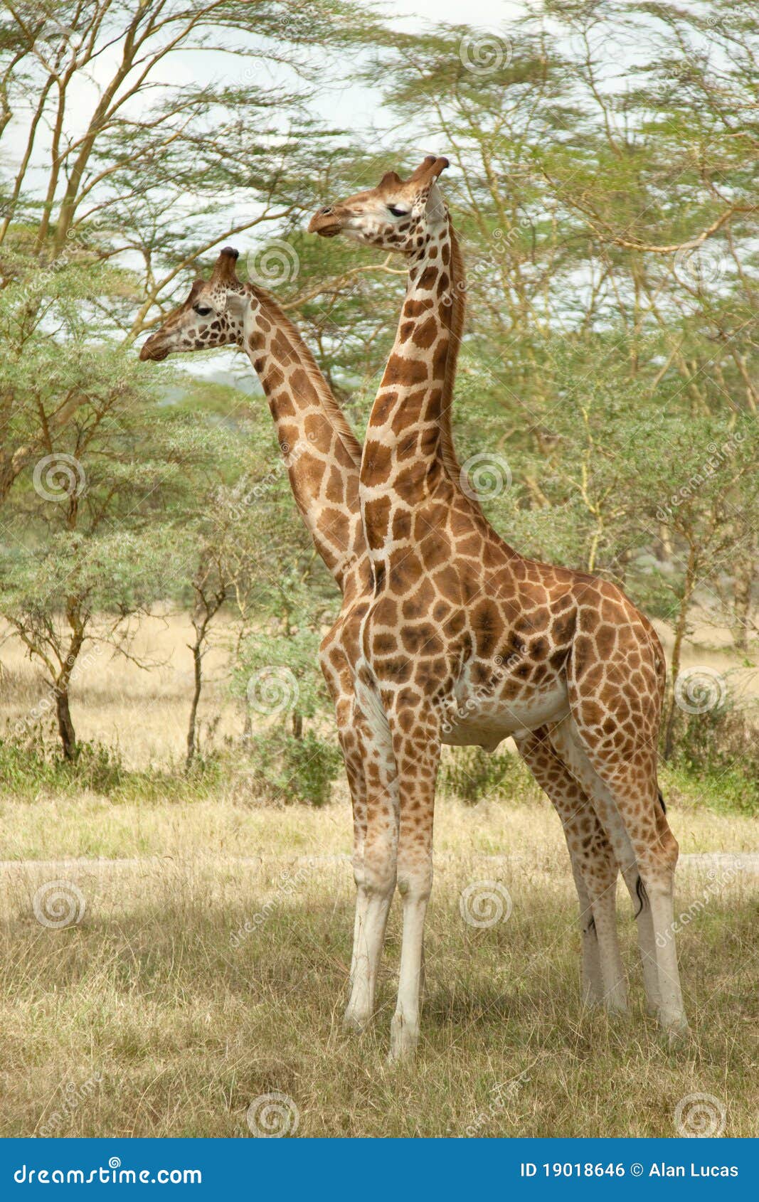 Two Headed Giraffe