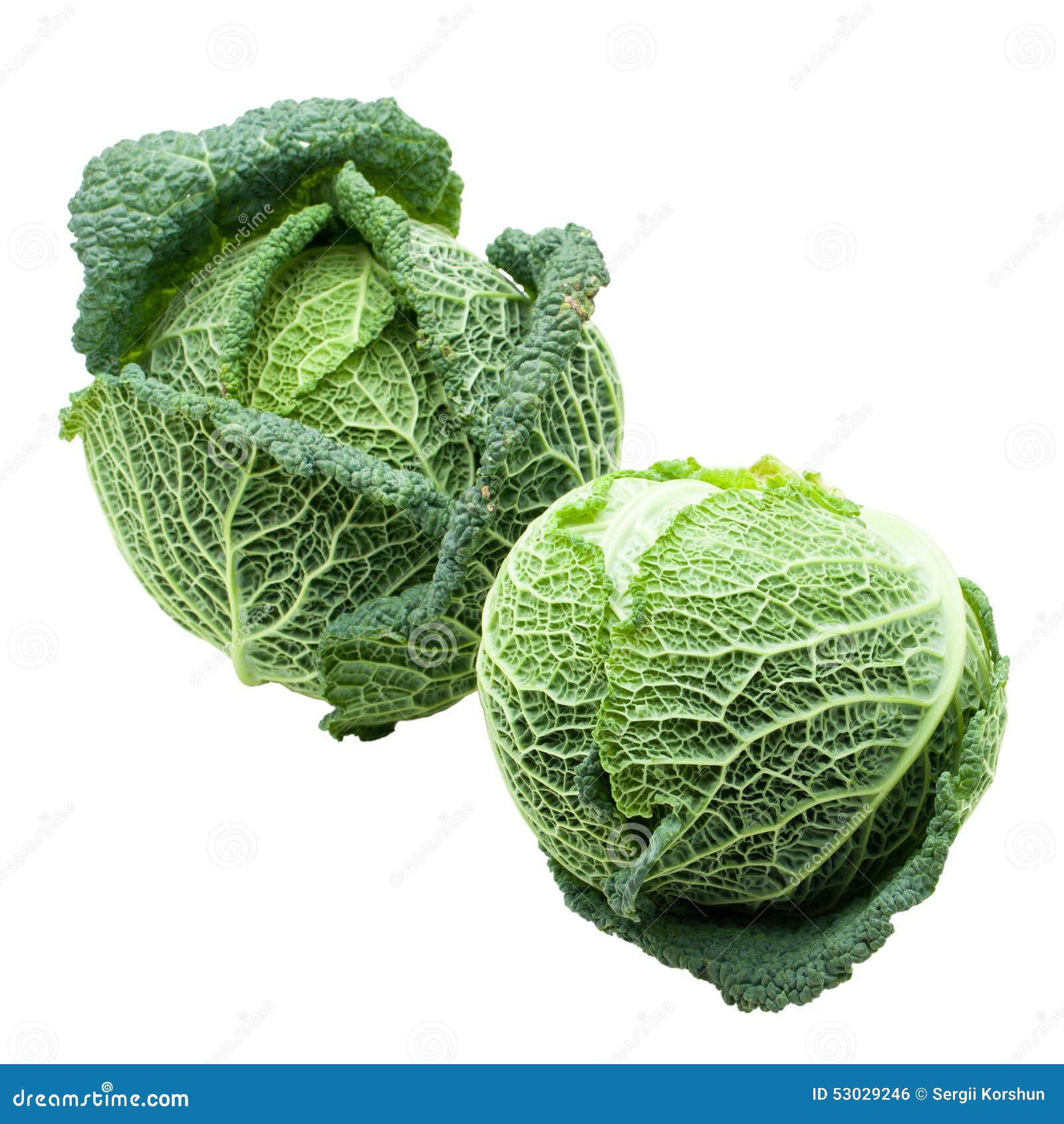 Two Heads of Ripe Savoy Cabbage Isolated Stock Photo - Image of ...