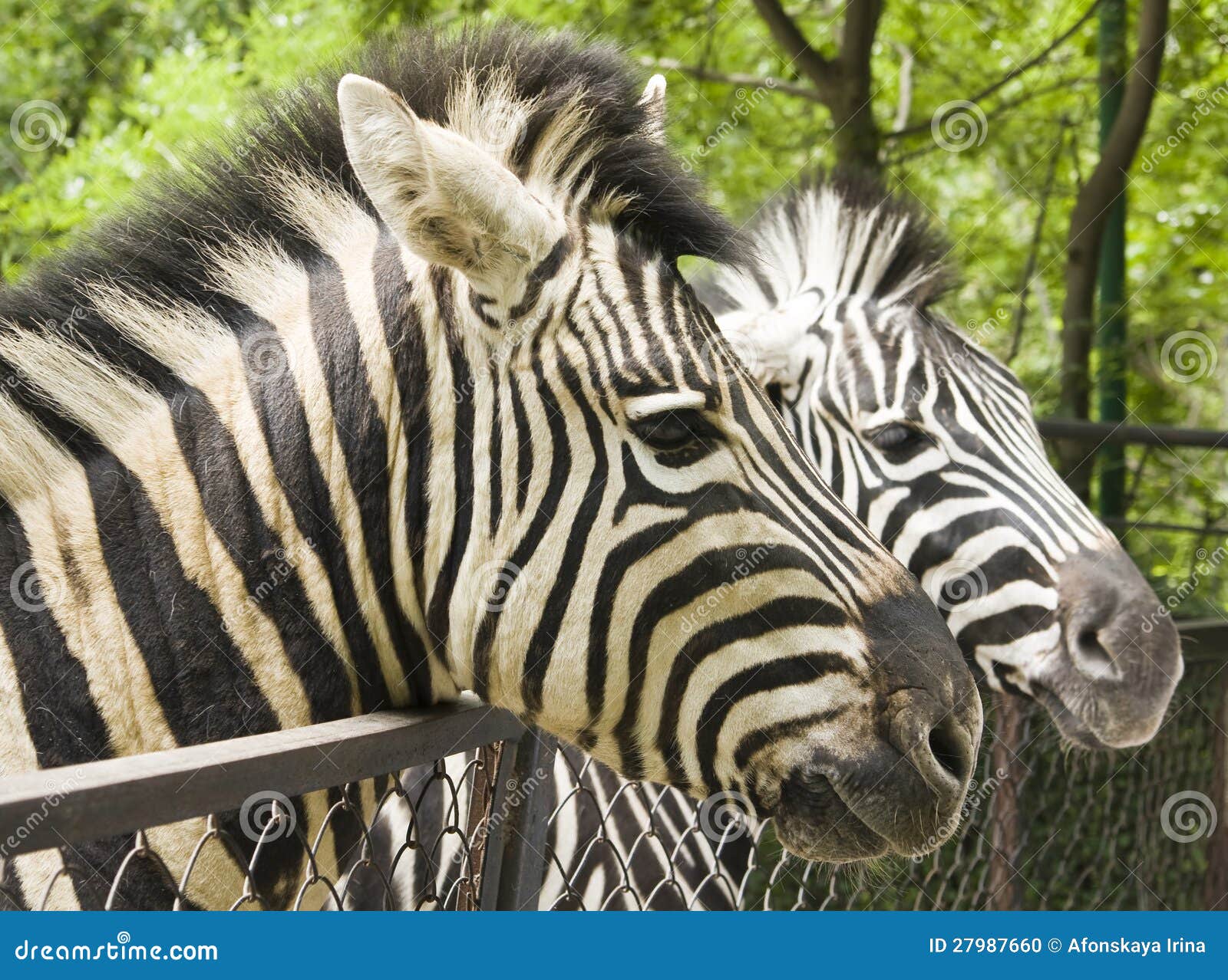 Two heads of zebra stock photo. Image of nature, fauna - 27987660