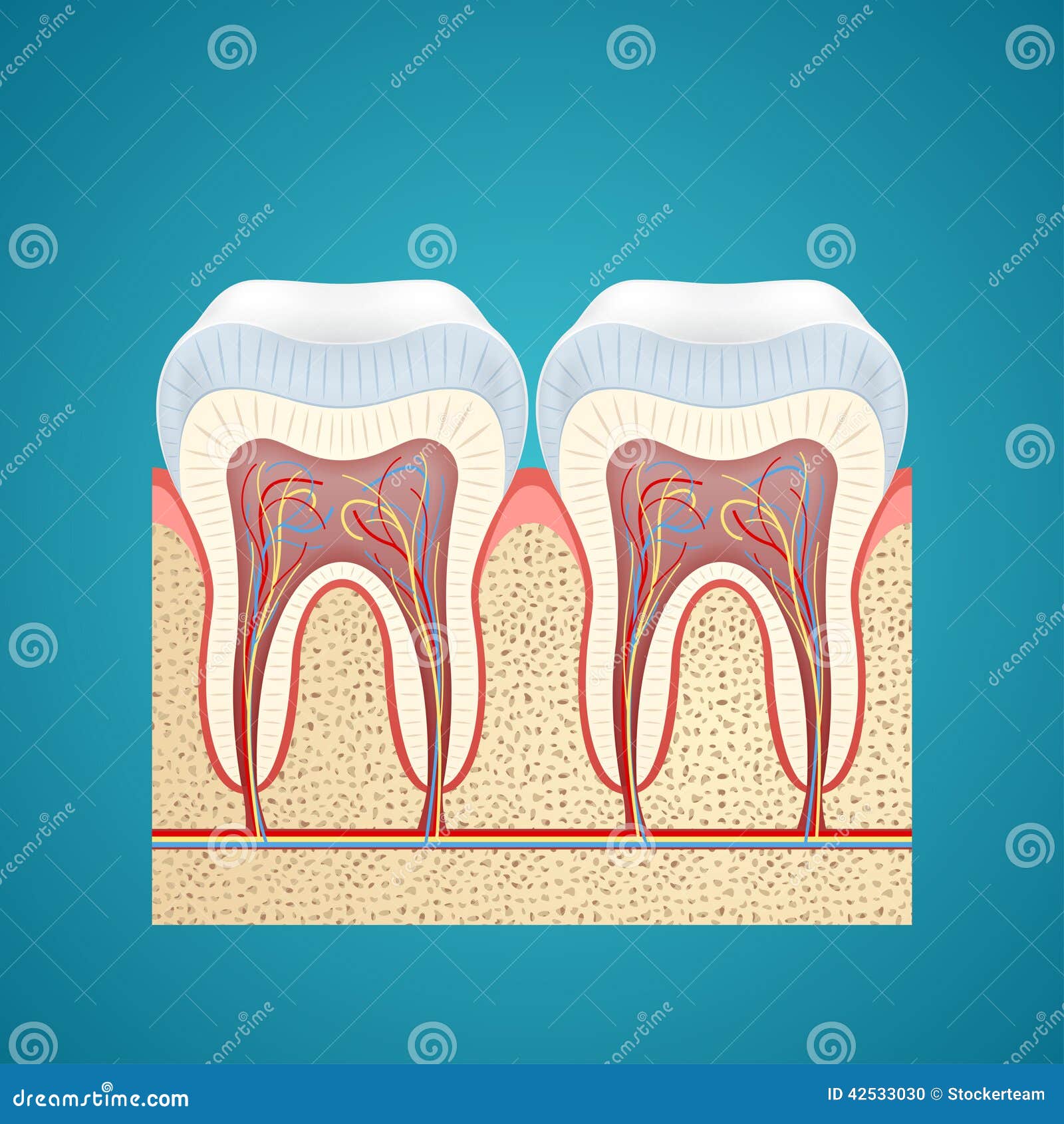 3D Cutaway Of Human Cell Showing Nucleus And Mitochondria In Scientific ...
