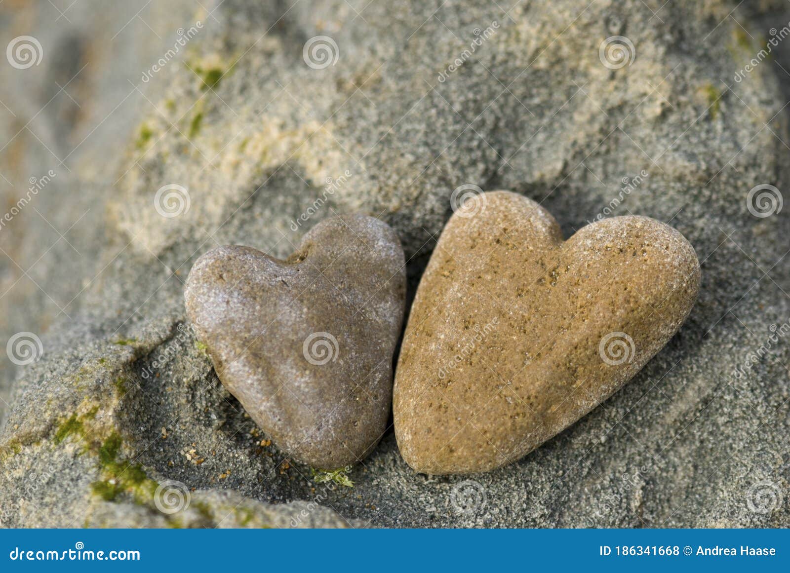Two Heart Shaped Pebble on Rock Stock Photo - Image of emotion, coastal ...