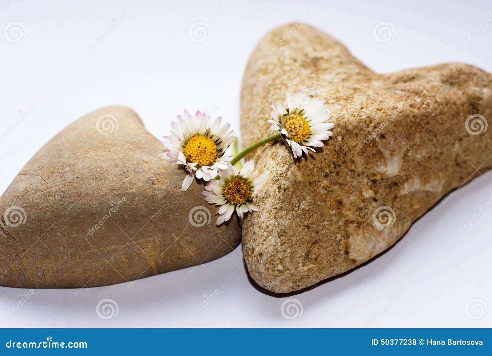 Two Hearts from Stone with Three Daisies Stock Photo - Image of ...