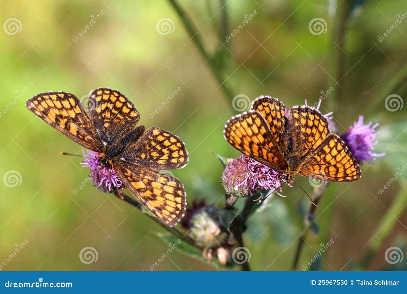 Two Heath Fritillary Butterflies Stock Photo - Image of meadow, flying ...