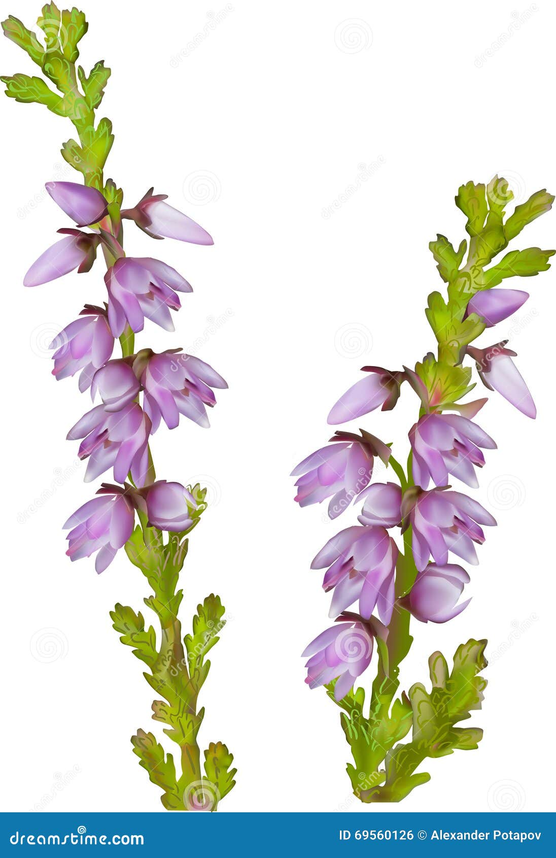 Heather Cartoons, Illustrations & Vector Stock Images - 10137 Pictures ...