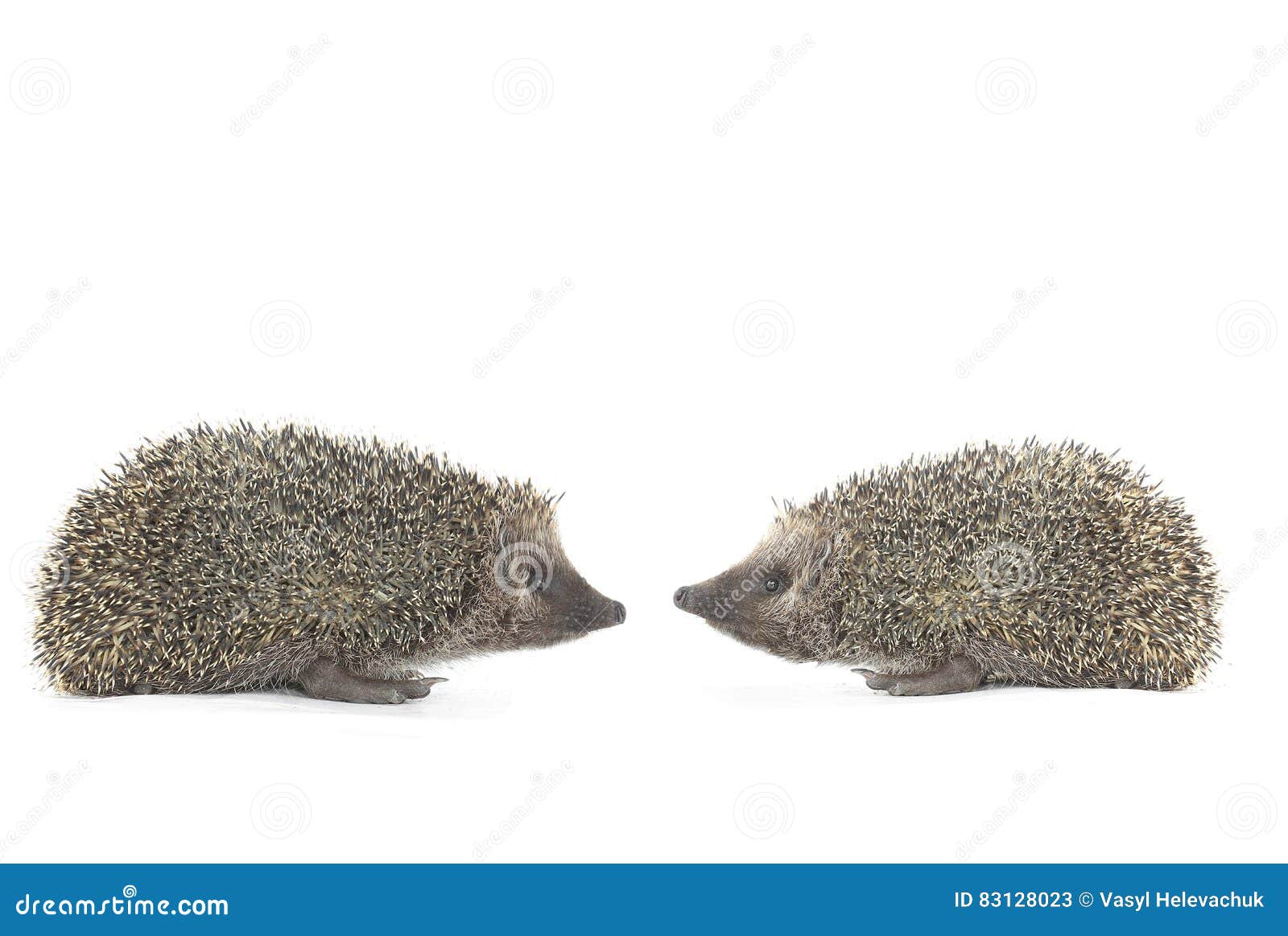Two hedgehog stock image. Image of prickly, snout, protection - 83128023