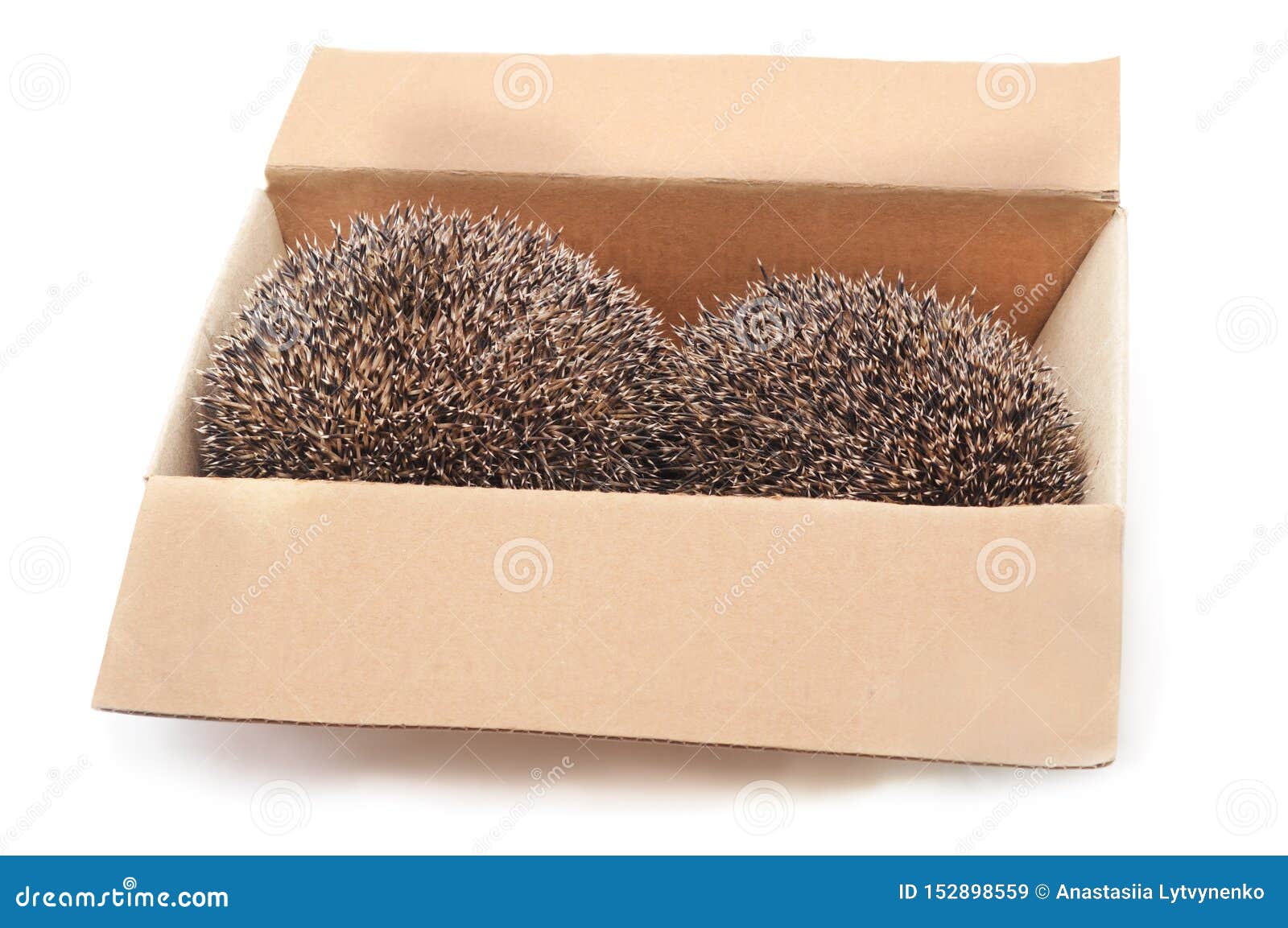 Hedgehogs Box Stock Photos - Free & Royalty-Free Stock Photos from ...