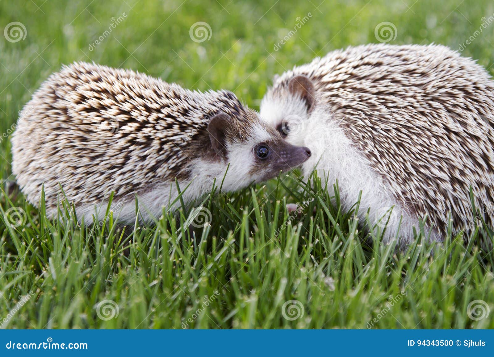 Two hedgehogs outside stock photo. Image of african, home - 94343500