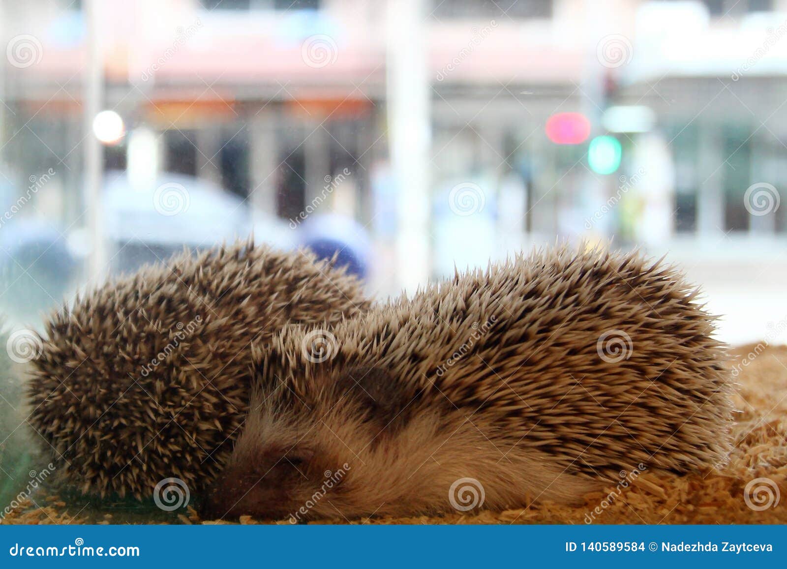Two Hedgehogs are Sleeping in a Glass Terrarium Stock Photo - Image of ...