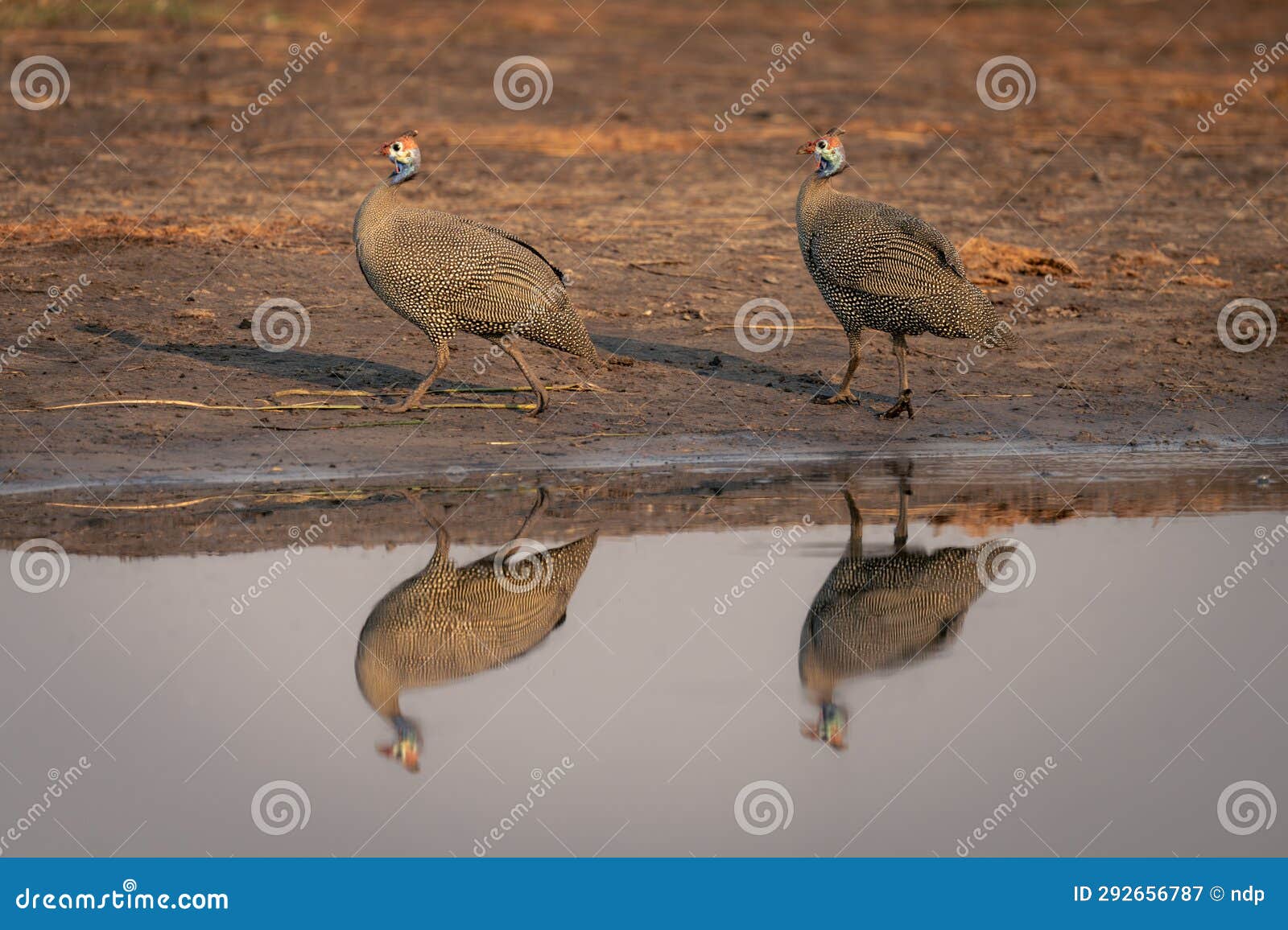 Two Helmeted Guineafowl Walk Reflected in Water Stock Image - Image of ...