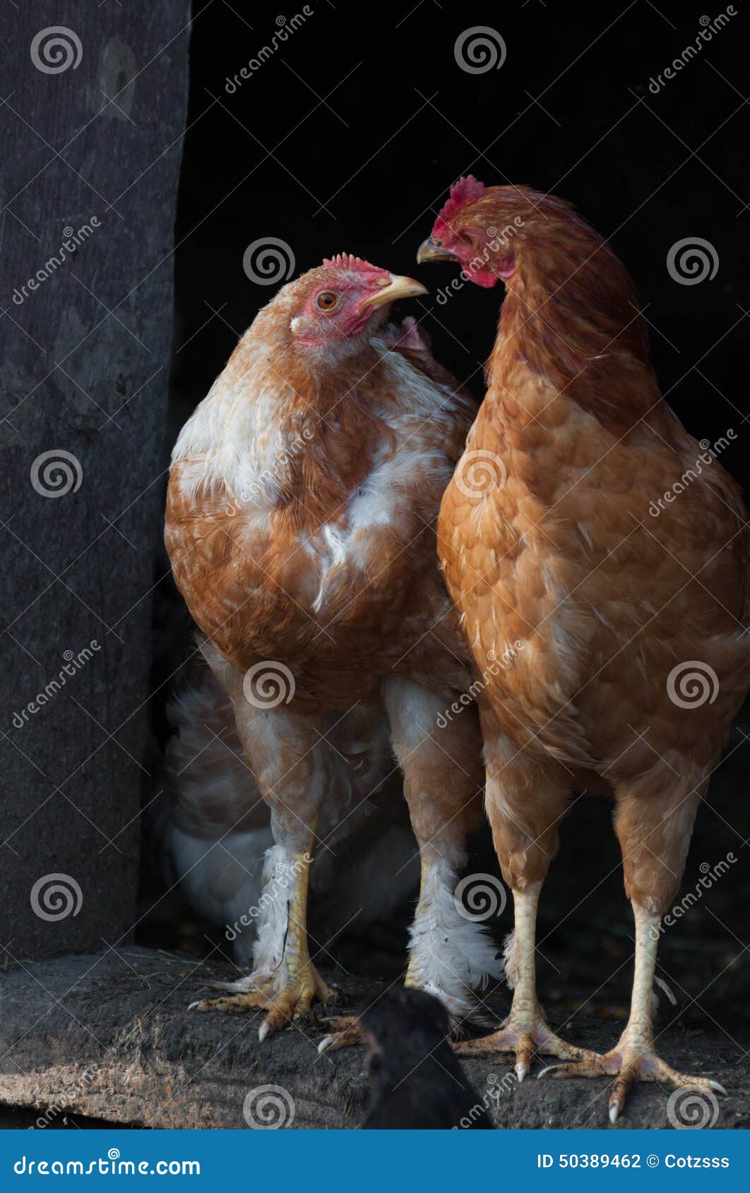 Two hen with attitude stock photo. Image of poultry, wondering - 50389462