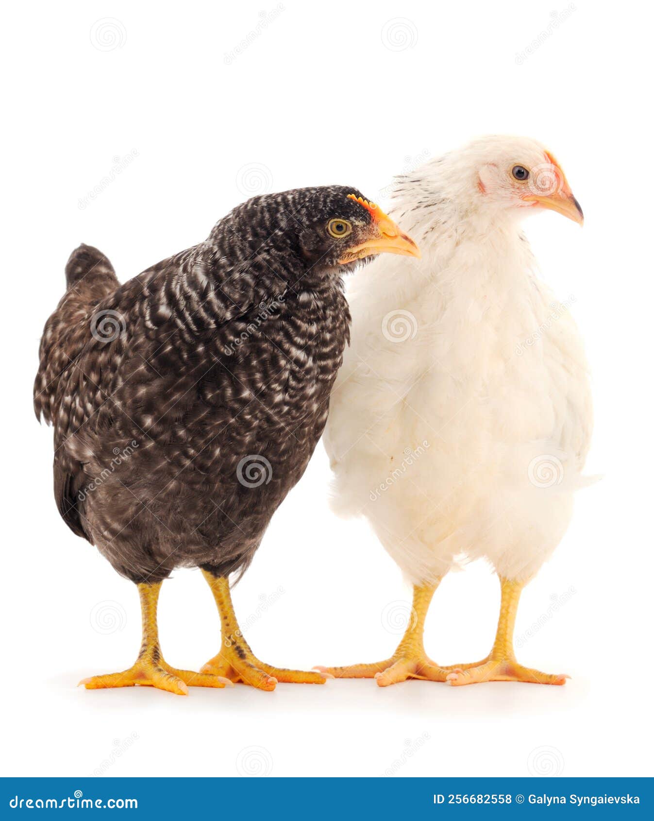 Two hen isolated stock photo. Image of livestock, look - 256682558