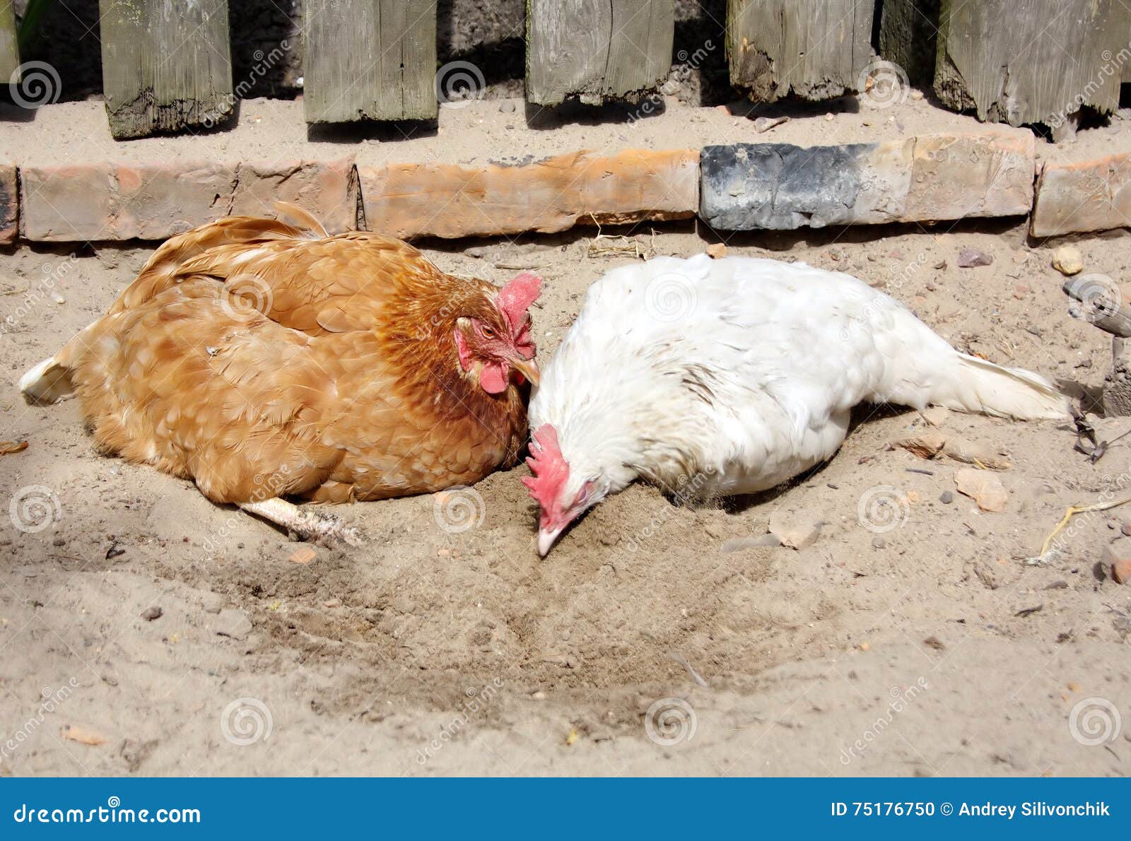 Two hen taking a sand bath stock photo. Image of beak - 75176750