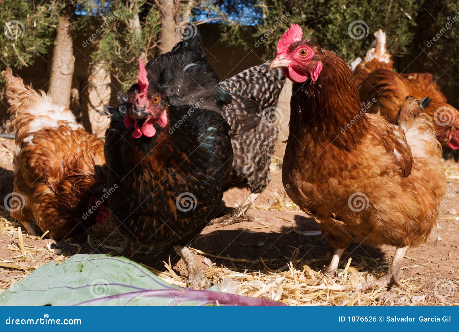 Two hens stock photo. Image of animal, farm, poultry, breeding - 1076626