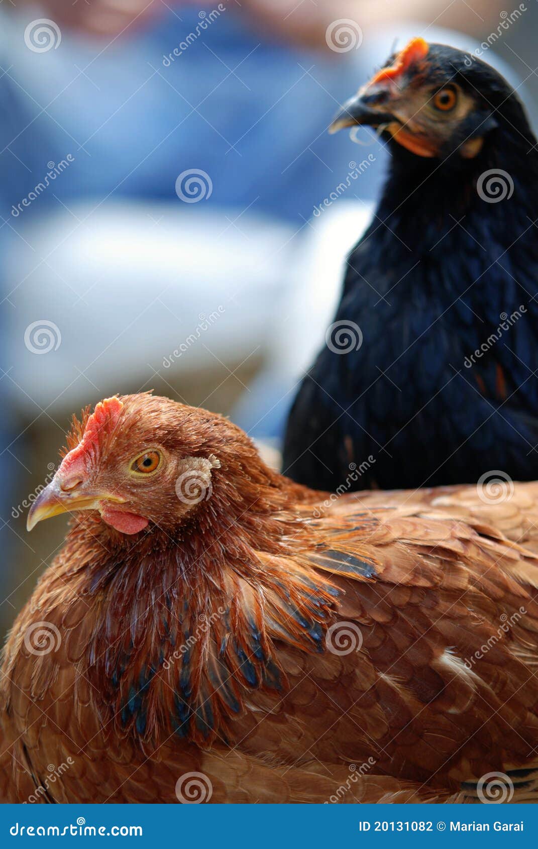Two hens stock photo. Image of meat, beak, food, domestic - 20131082