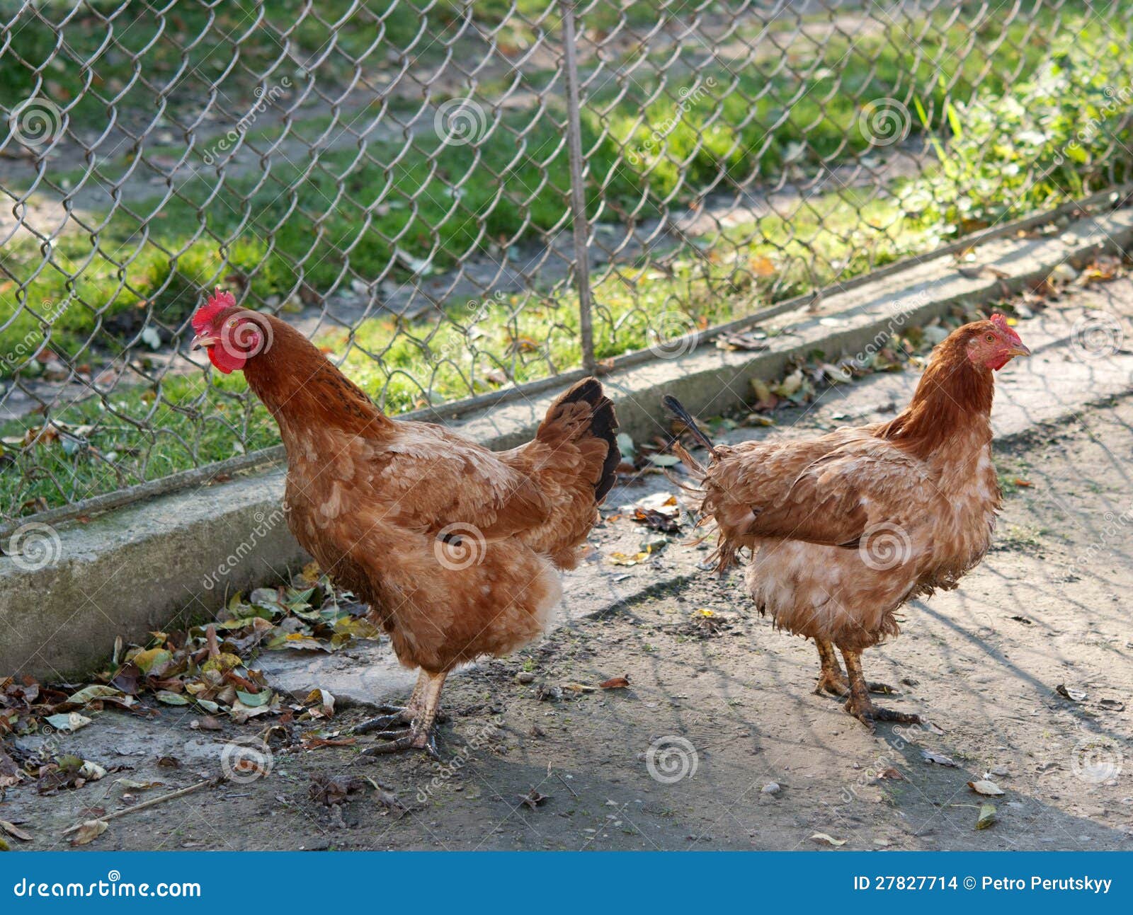 Two hens stock photo. Image of rooster, poultry, food - 27827714