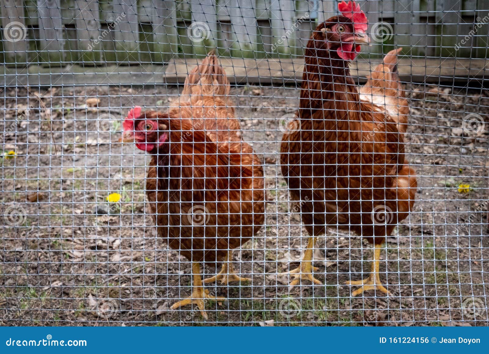 Two hens behind the fence stock photo. Image of brown - 161224156