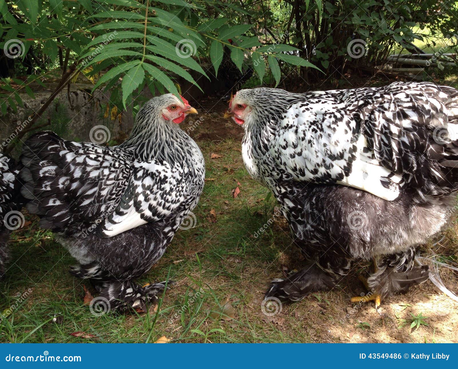 Two hens conversing stock photo. Image of chicken, birds - 43549486