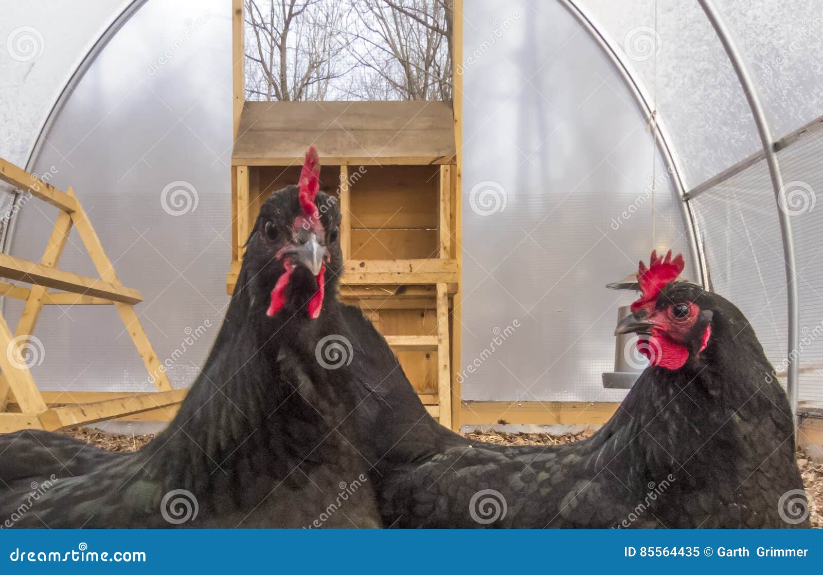 Two hens stock image. Image of vermont, farm, hens, laying - 85564435