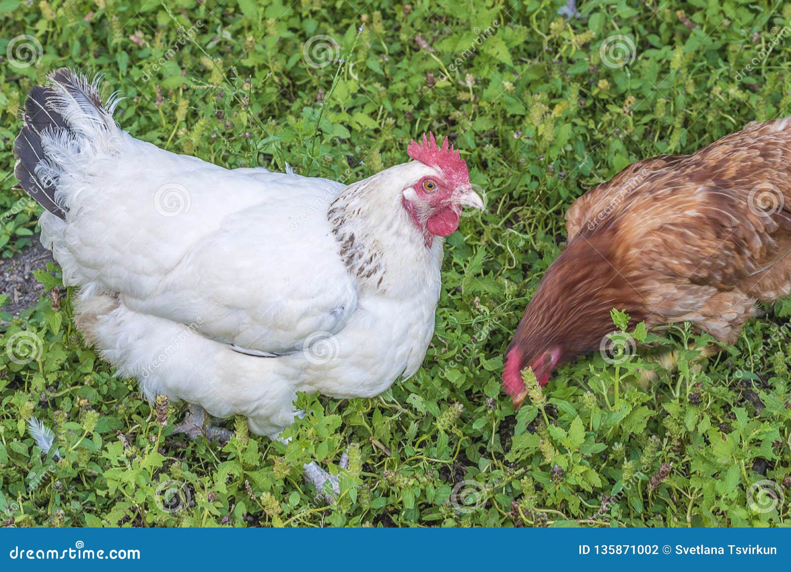 Two hens on the grass stock photo. Image of hens, bird - 135871002