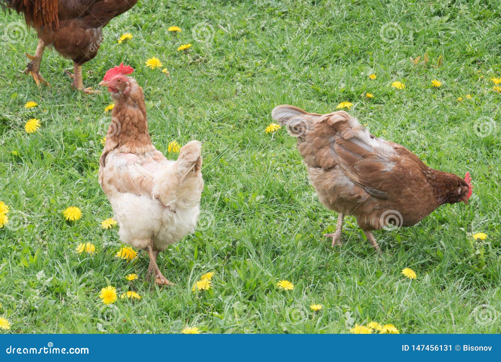 Two hens on green grass stock image. Image of food, poultry - 147456131