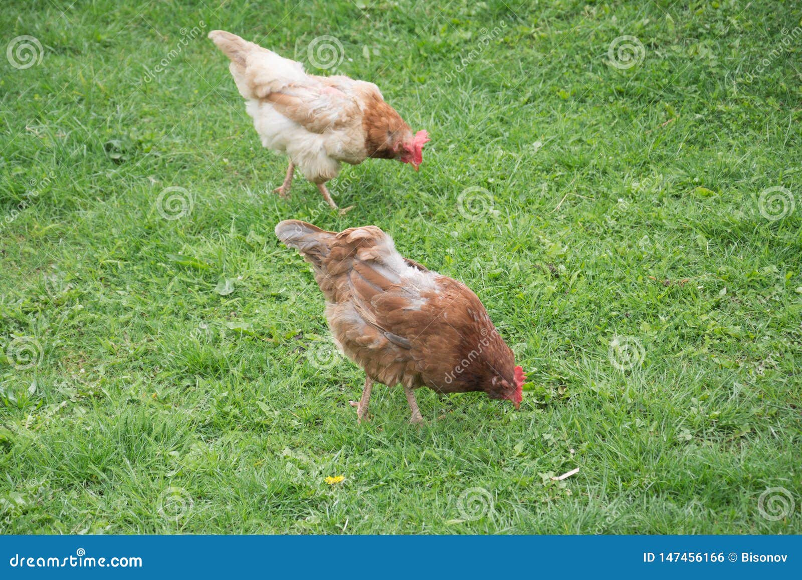 Two hens on green grass stock photo. Image of garden - 147456166