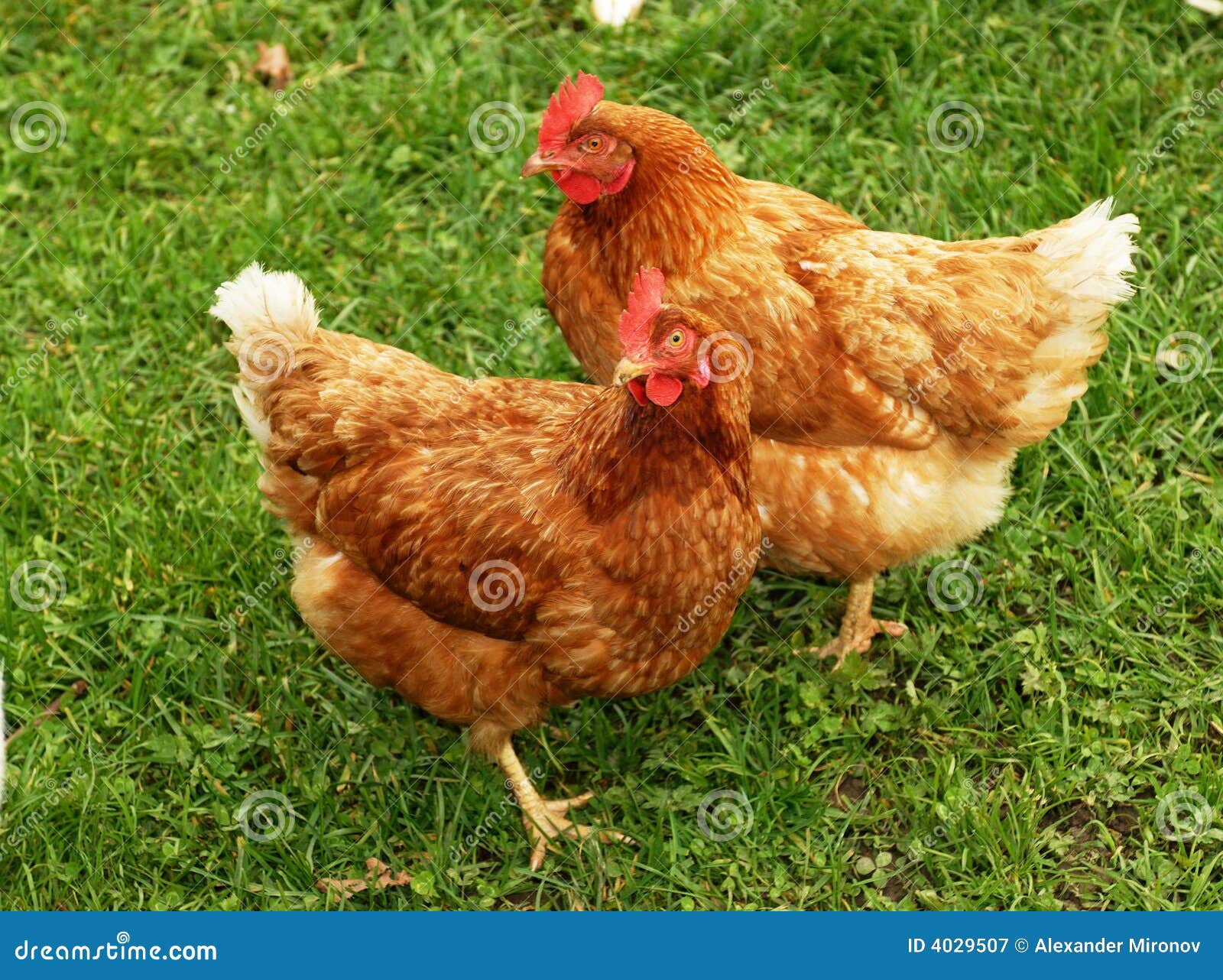 Two Hens on the Green Meadow Stock Image - Image of meadow, country ...