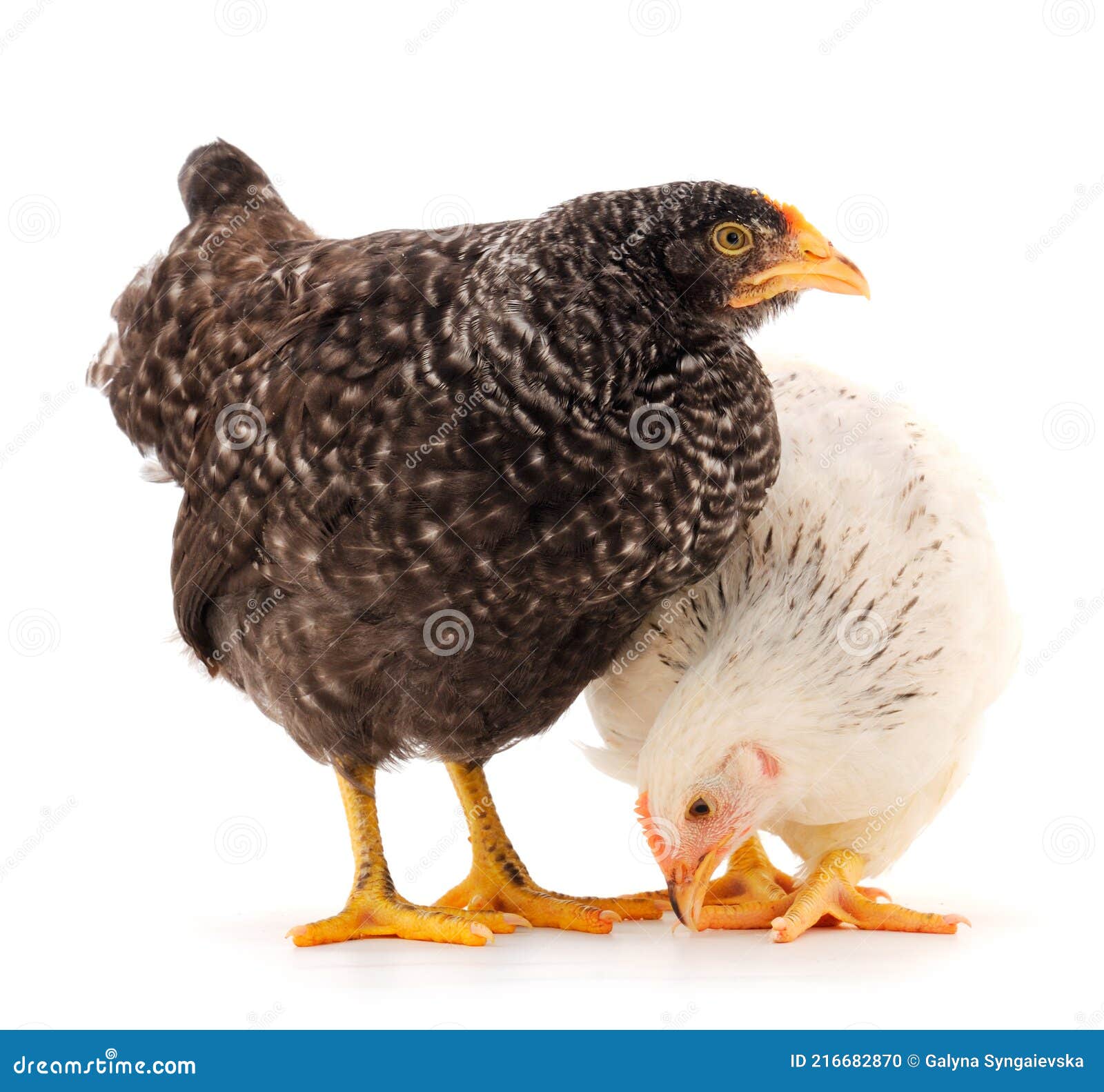 Two hens isolated stock photo. Image of standing, life - 216682870