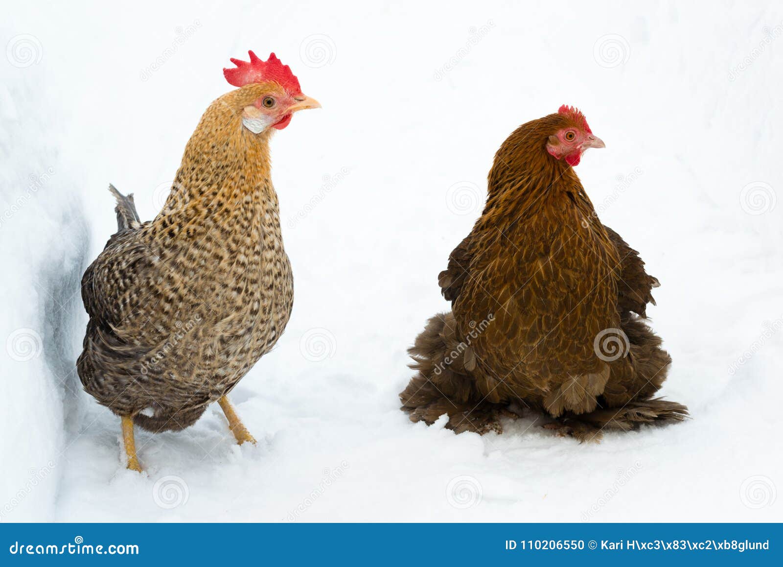 Two Hens Outside in the Snow Stock Photo - Image of nature, frozen ...
