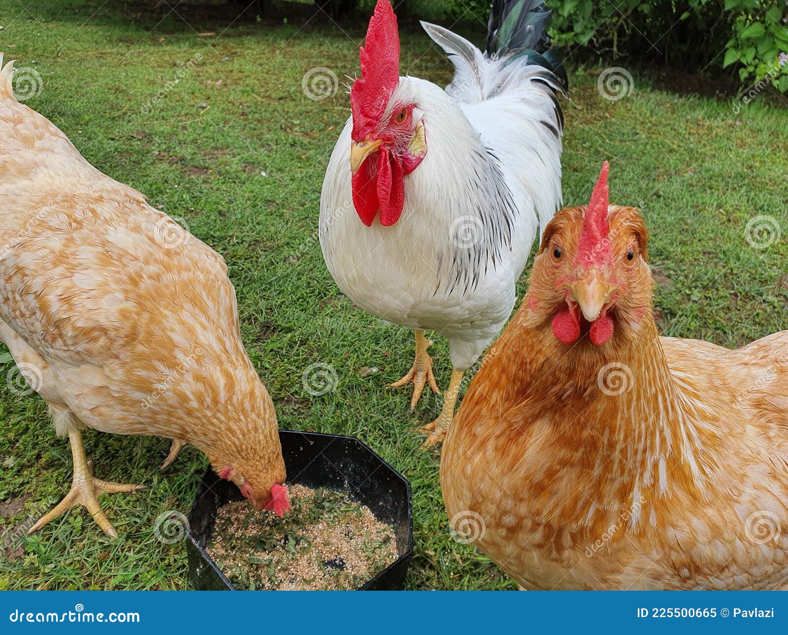 Two Hens and a Rooster in Free Range, Close Up Stock Image - Image of ...