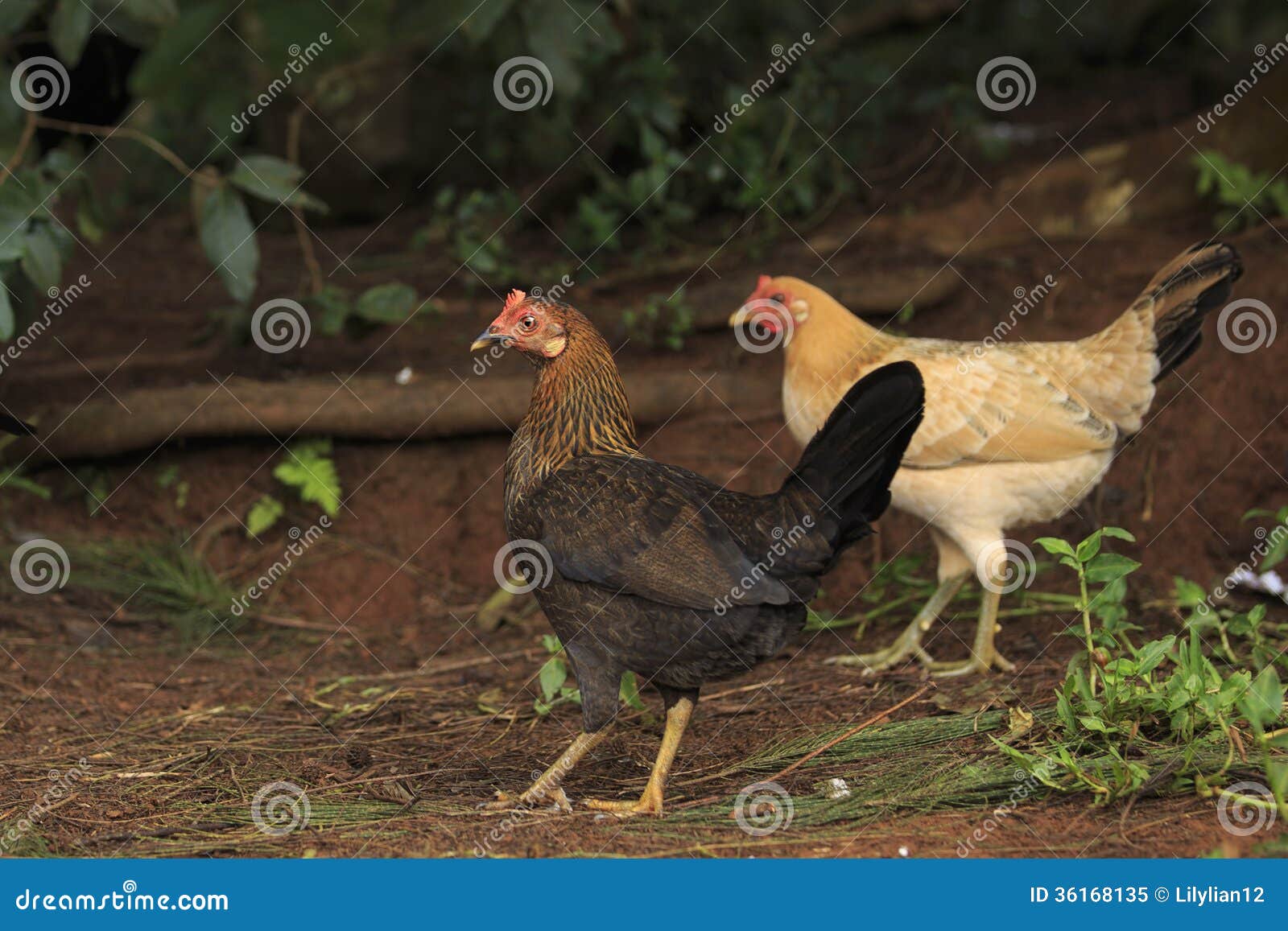 Two Hens stock image. Image of nature, feather, lifestyle - 36168135