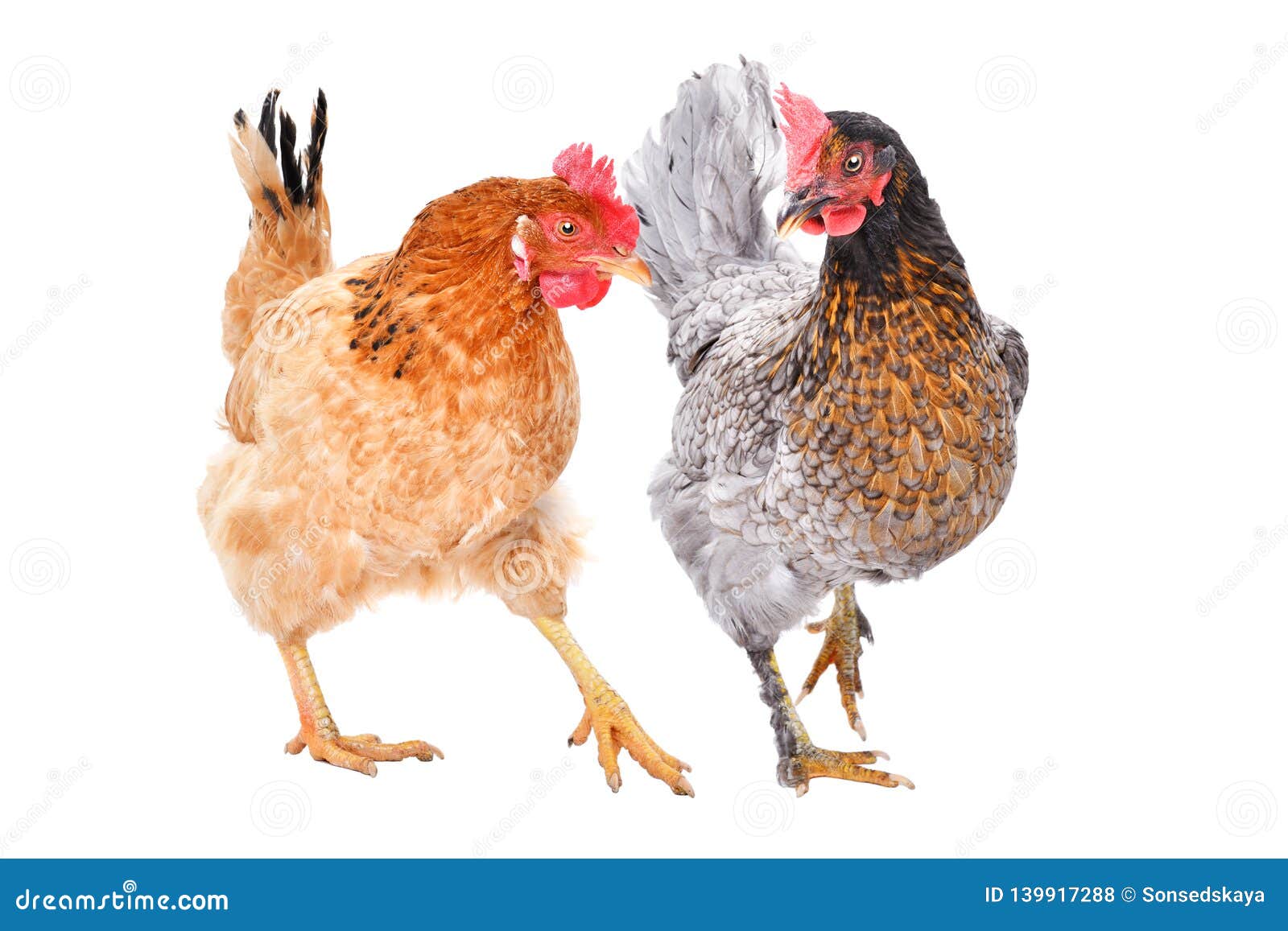 Two hens together stock photo. Image of beautiful, ginger - 139917288