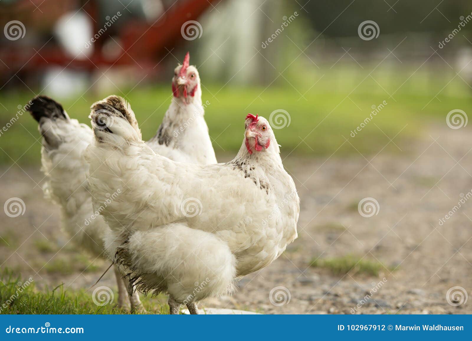 Two hens stock photo. Image of eggs, rooster, farm, head - 102967912