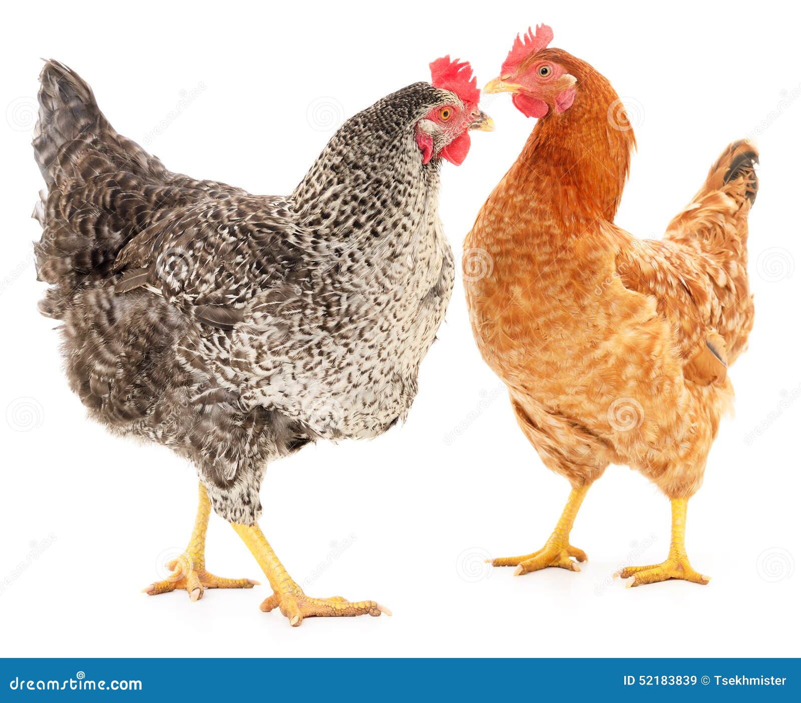Two hens stock image. Image of hens, animals, white, poultry - 52183839