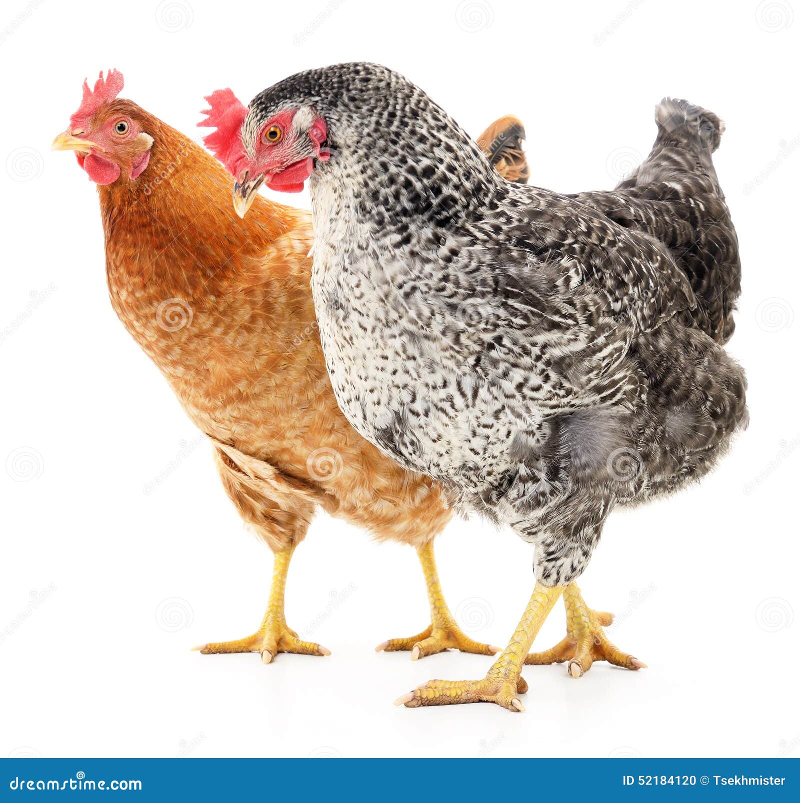 Two hens stock photo. Image of brown, animals, standing - 52184120