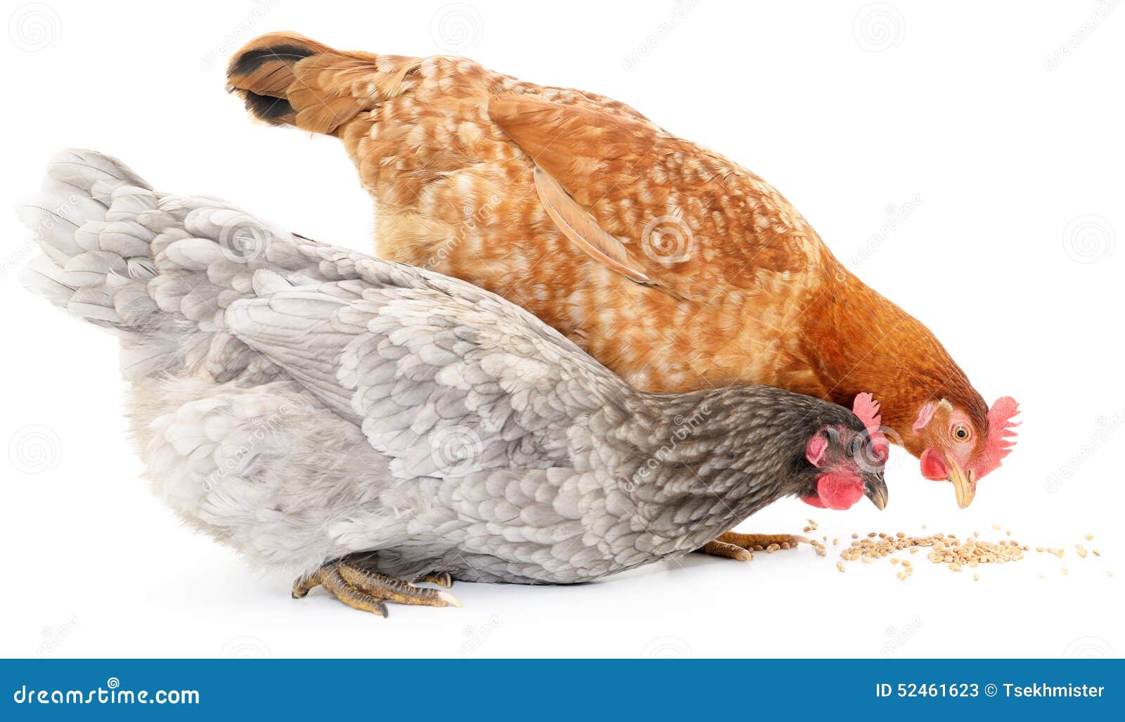 Two hens stock image. Image of chicken, female, shot - 52461623