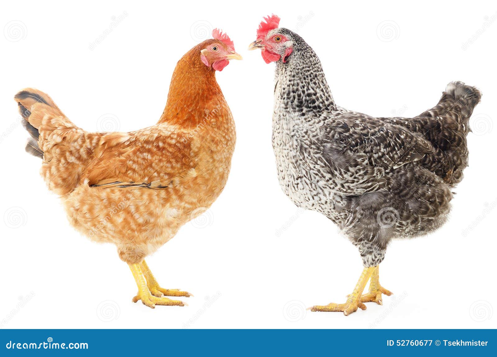 Two hens stock image. Image of color, standing, female - 52760677