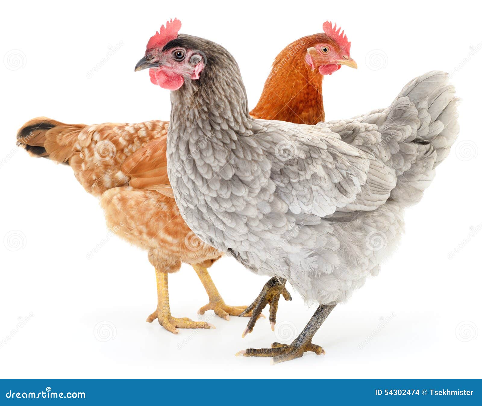 Two hens stock photo. Image of brown, animals, standing - 54302474