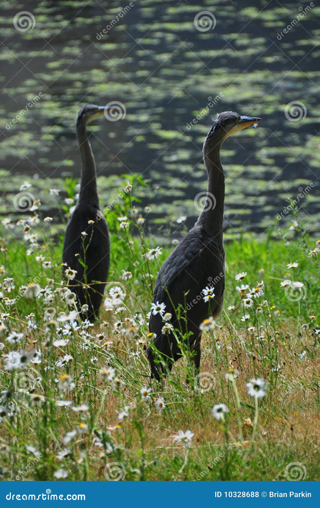 Two Herons by a pool stock photo. Image of herons, reflection - 10328688