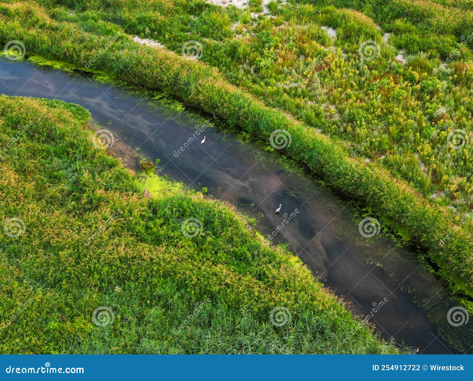 Herons rest in the river stock photo. Image of countryside - 254912722