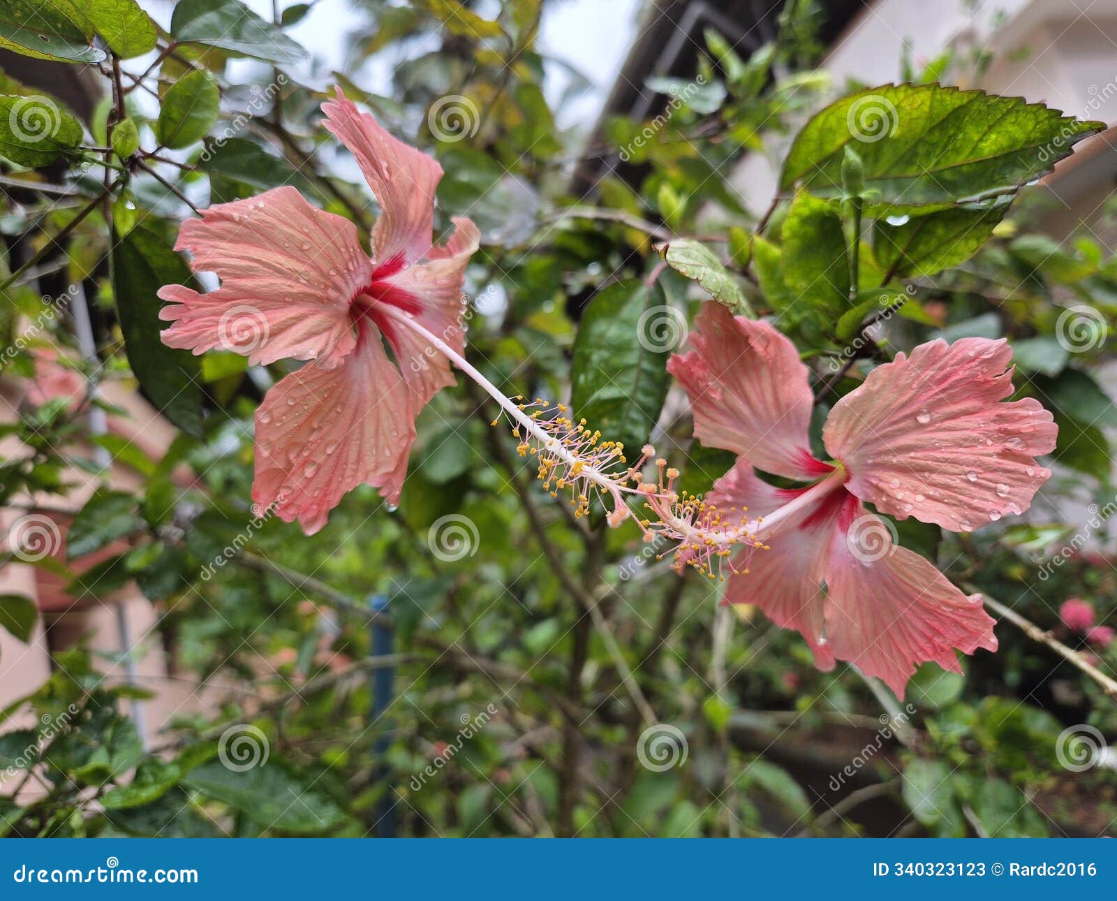 Two Hibiscus Flowers Facing Each Other in the Garden Stock Image ...