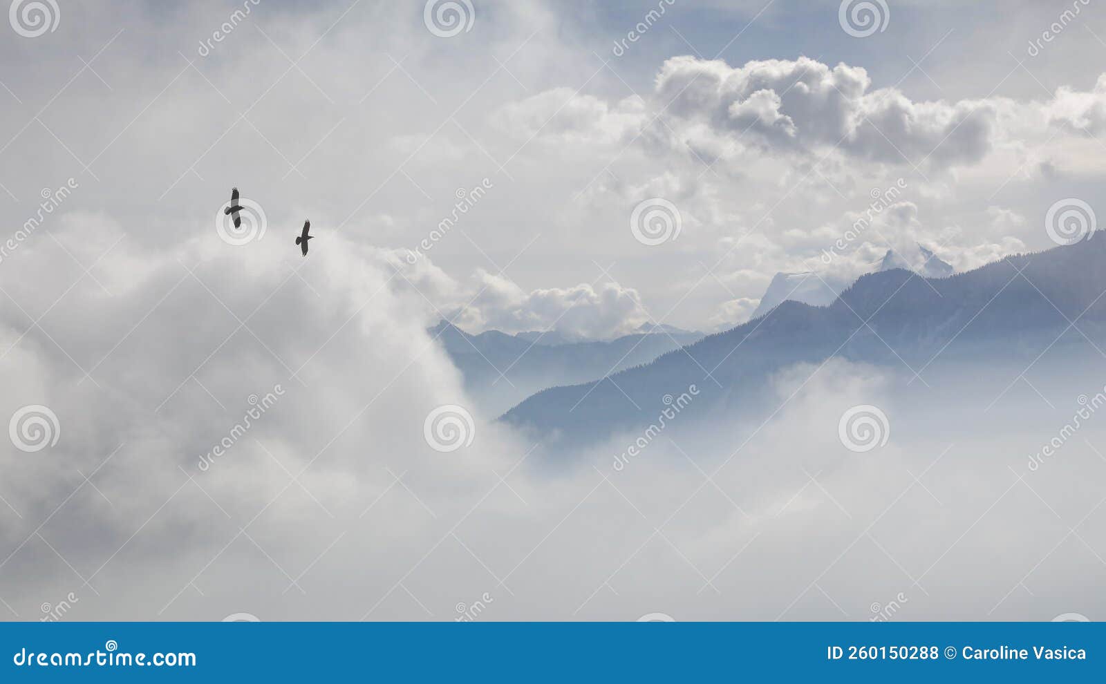 Two high flying crows. stock photo. Image of range, distance - 260150288